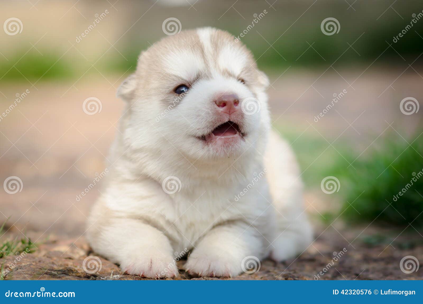 Howling Puppy Siberian Husky Stock Photo - Image of bale, sleddog: 42320576