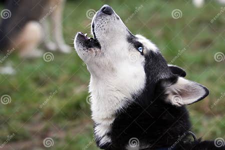 Howling Siberian husky stock photo. Image of competition - 18453850