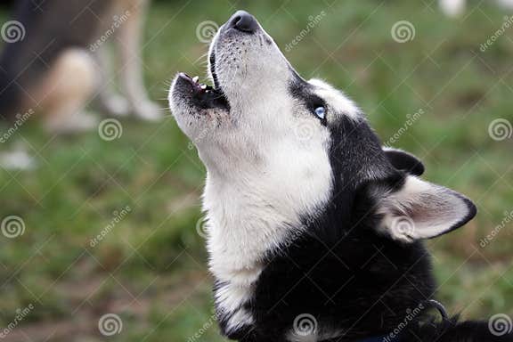 Howling Siberian husky stock photo. Image of competition - 18453850