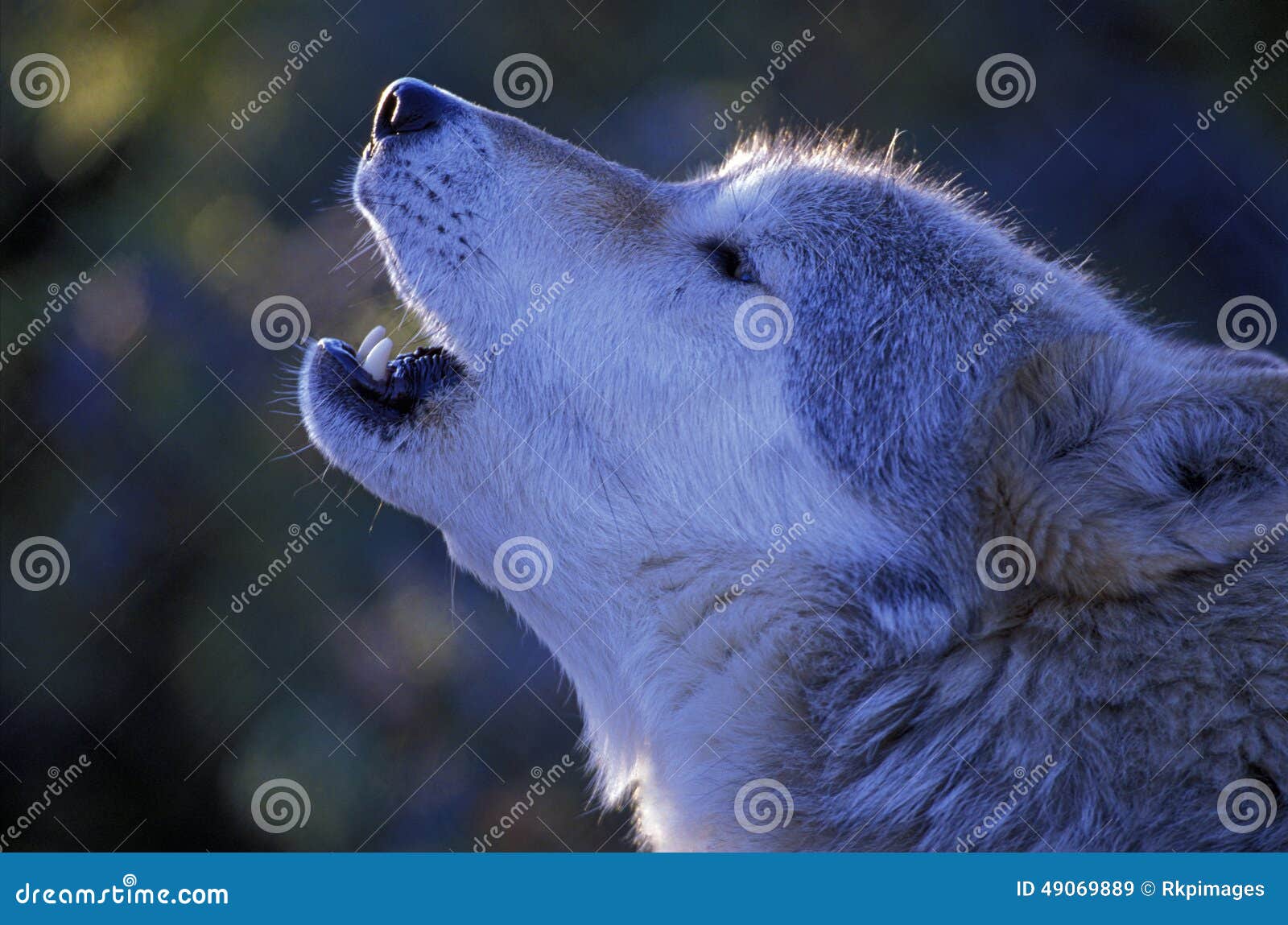 Howling Timberwolf stock image. Image of eyes, animals - 49069889