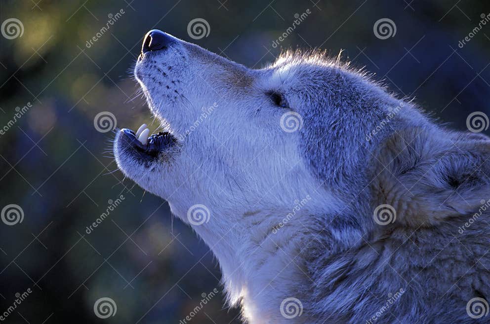 Howling Timberwolf stock image. Image of eyes, animals - 49069889