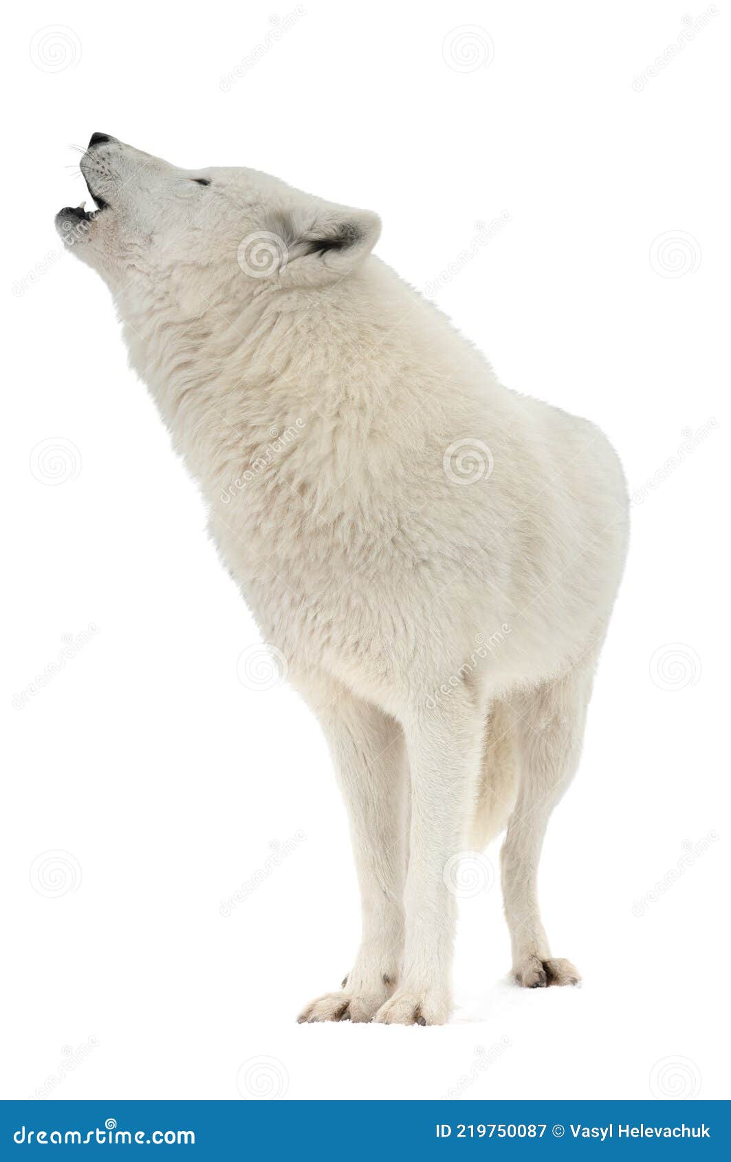 Wolf Howling White Background