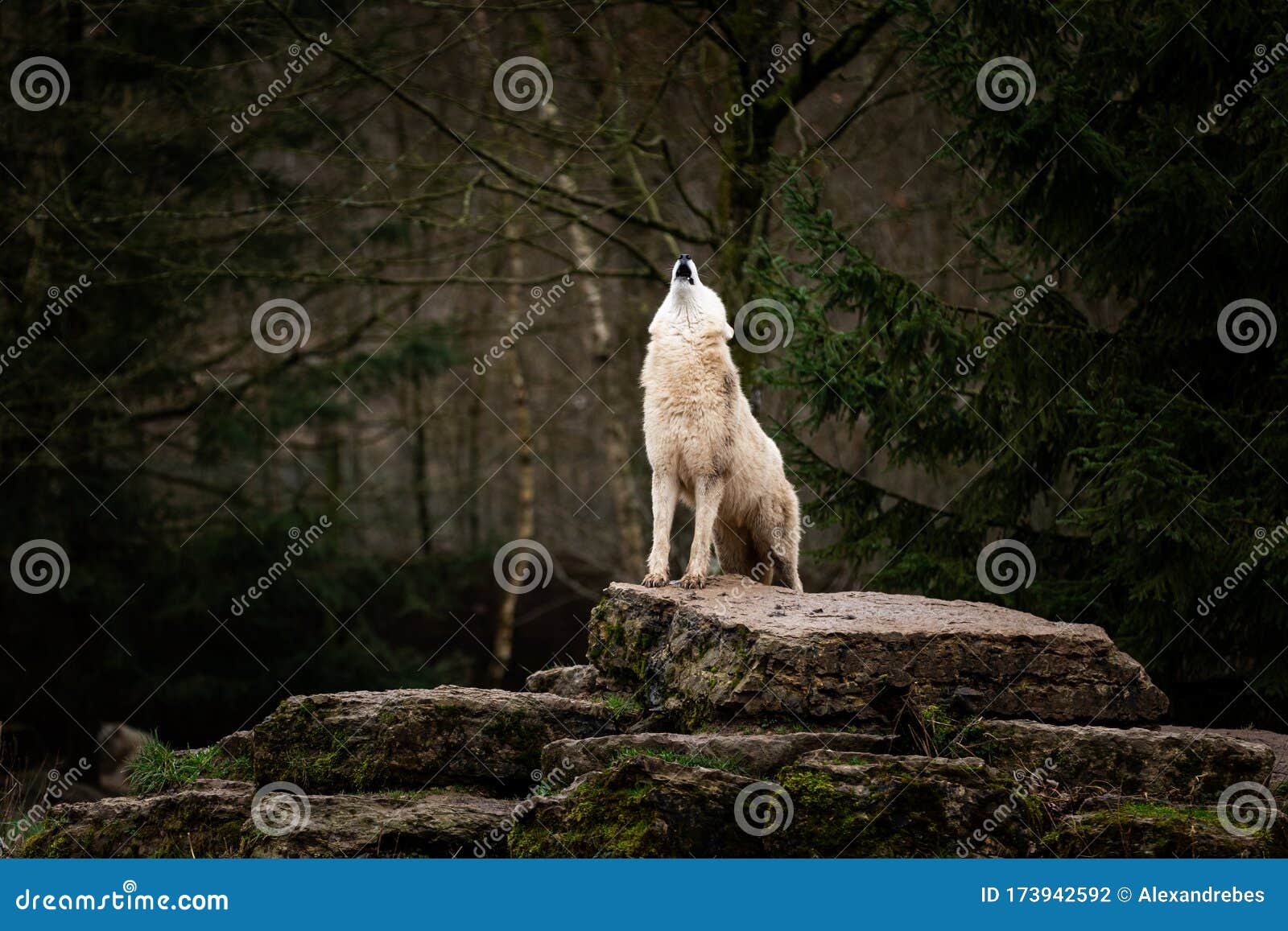 Howling of White Wolf in the Forest Stock Photo - Image of dangerous ...