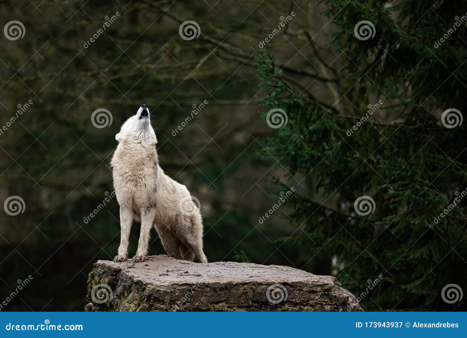 Howling Wolf Stock Photography | CartoonDealer.com #13563884