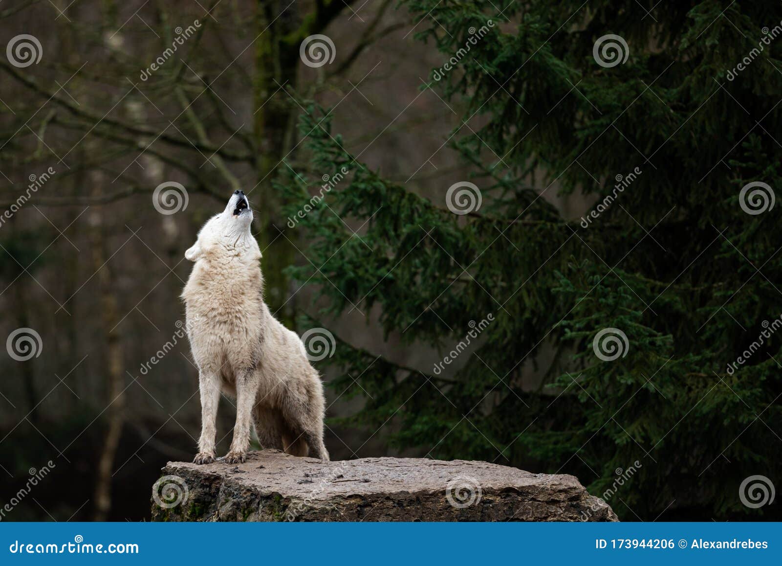 Howling of White Wolf in the Forest Stock Photo - Image of creature ...