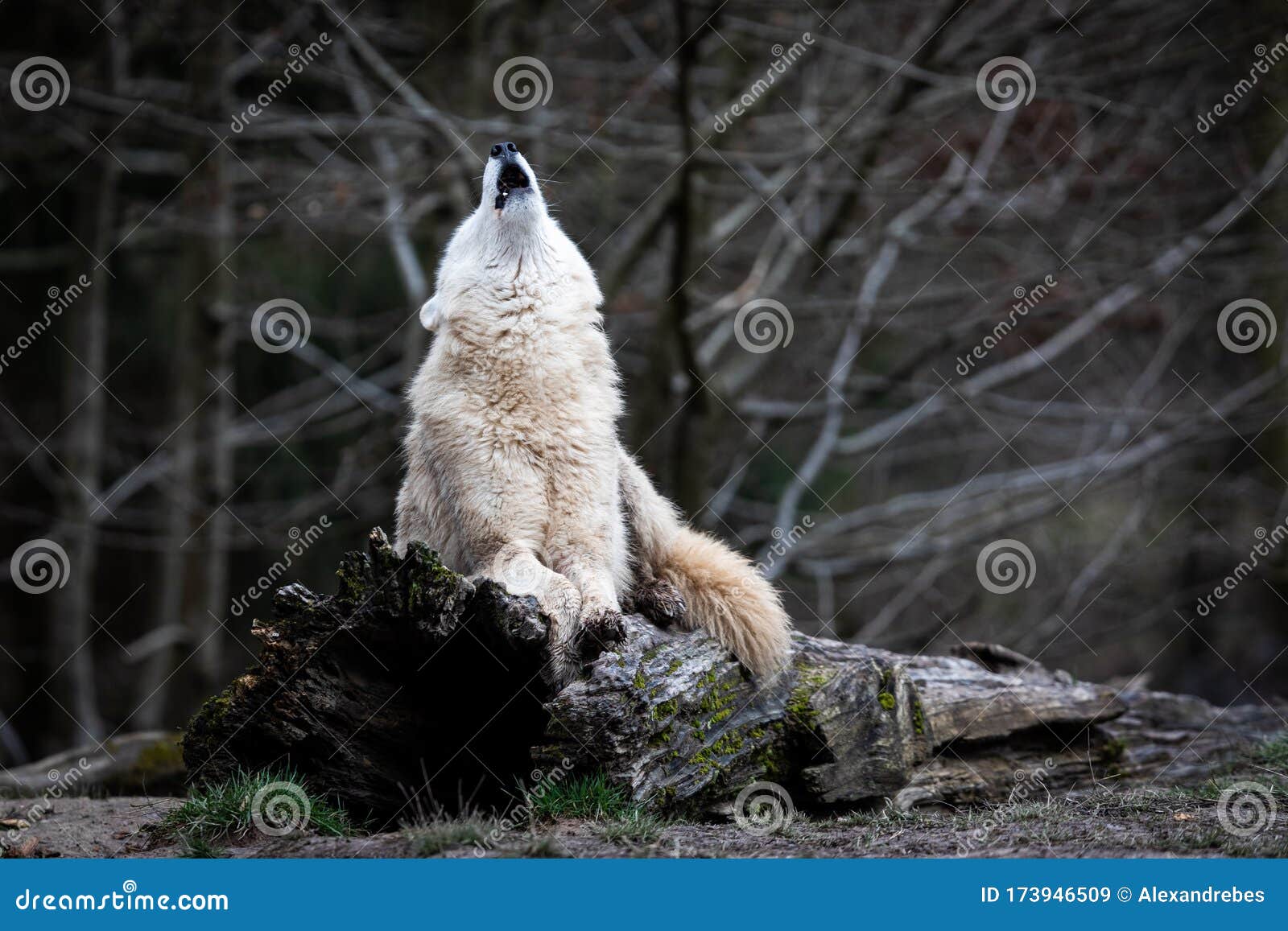 Howling of White Wolf in the Forest Stock Image - Image of forest ...