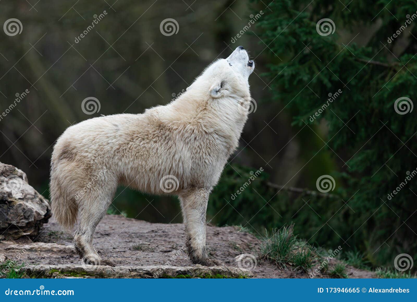 Howling of White Wolf in the Forest Stock Image - Image of gray, grey ...