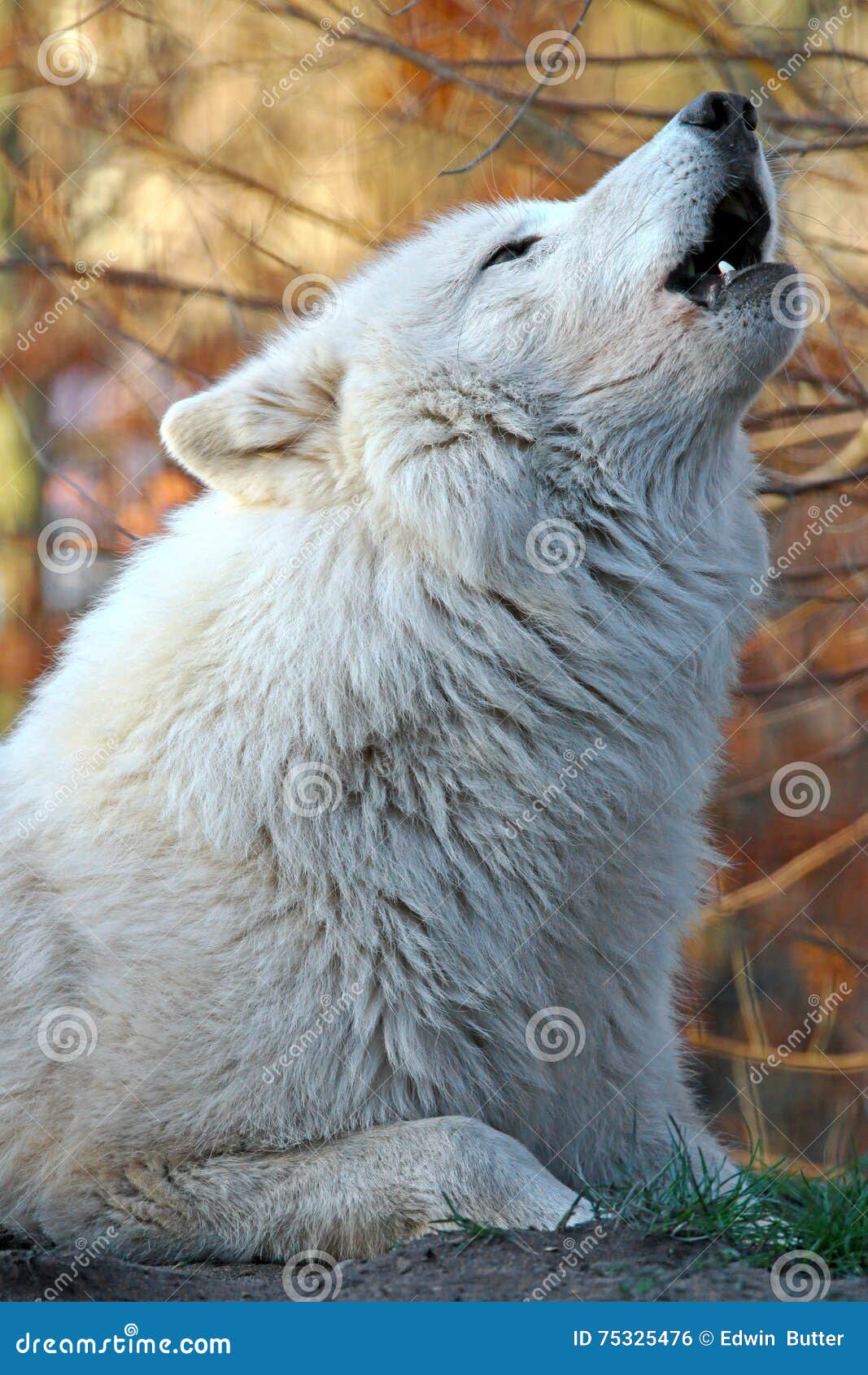 Howling white wolf stock photo. Image of lupus, timber - 75325476