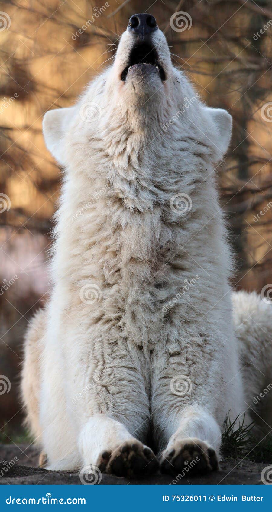 Howling white wolf stock image. Image of nature, predator - 75326011