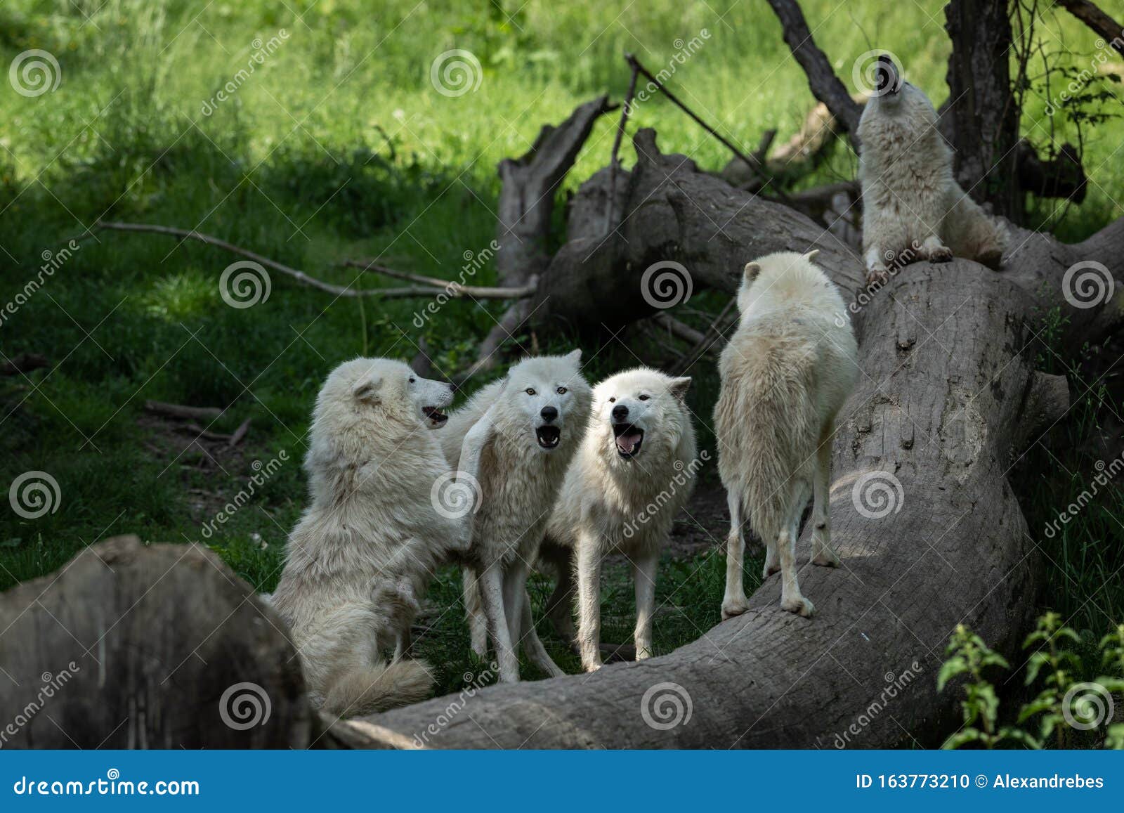 Howling of White Wolf in the Forest Stock Photo - Image of black, park ...