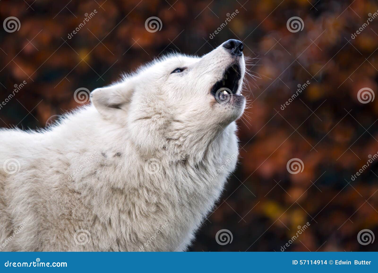 Howling white wolf stock photo. Image of timbe, white - 57114914