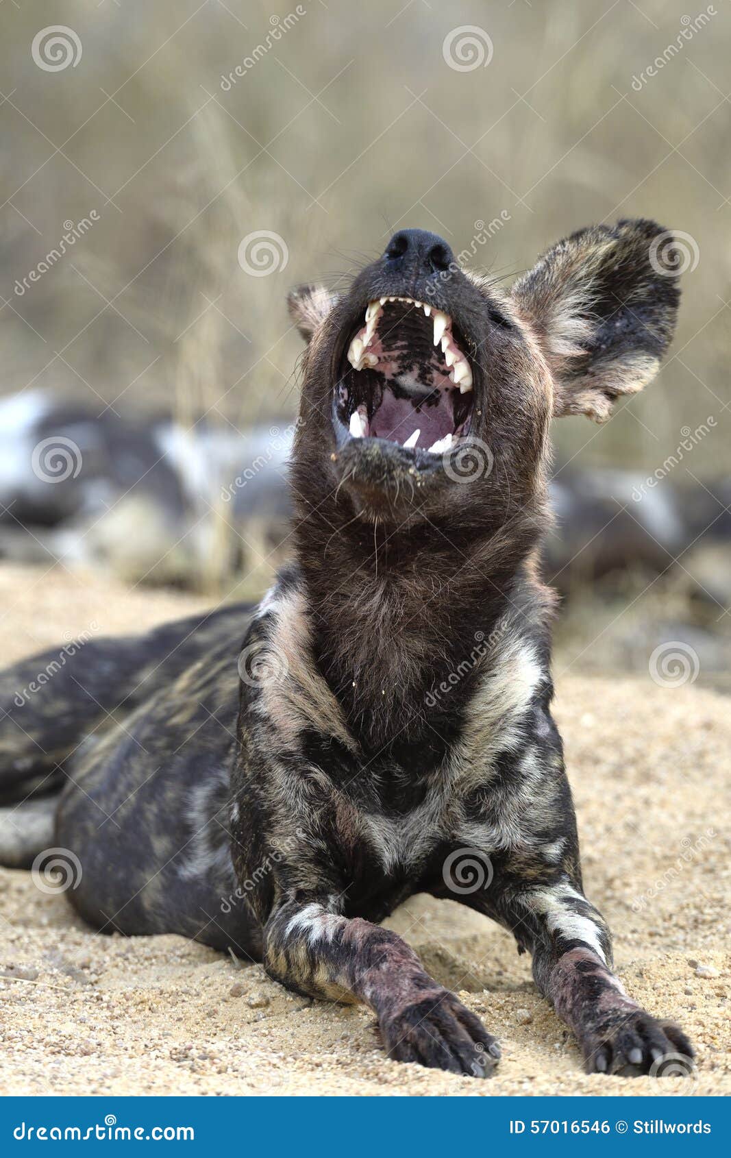 Howling wild dog stock photo. Image of wild, teeth, hunter - 57016546