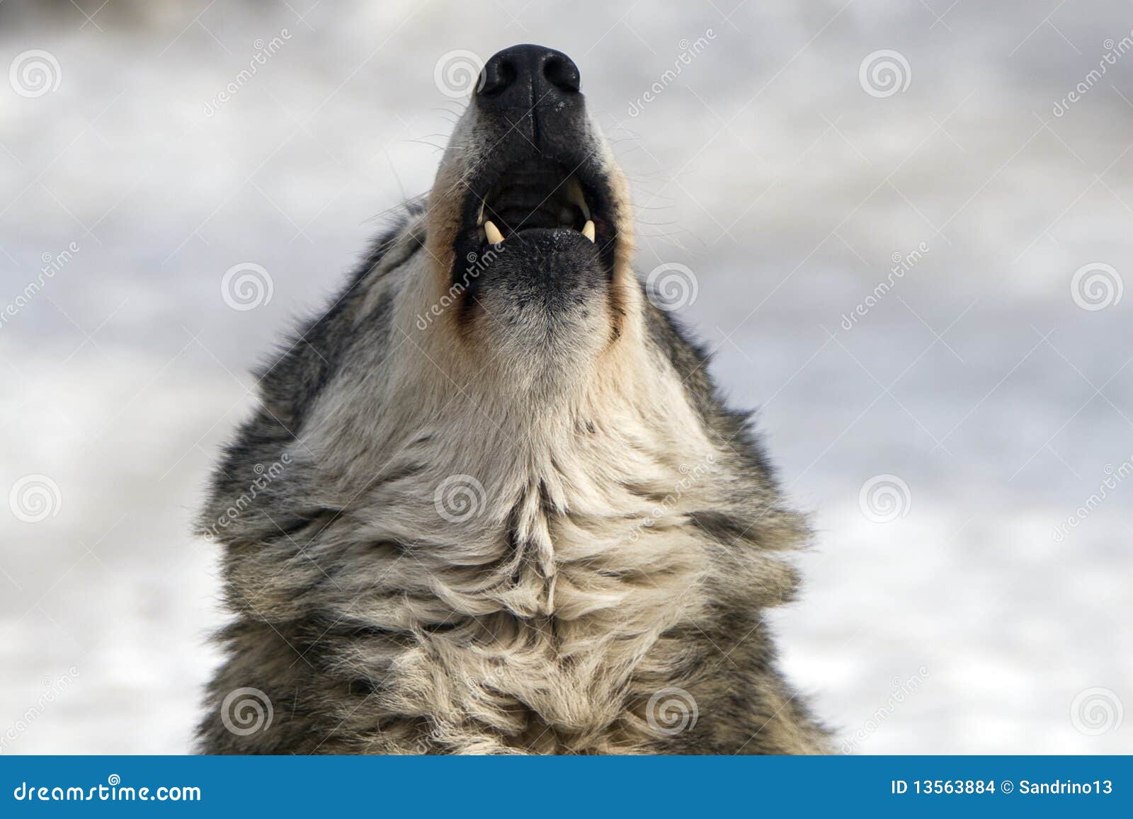 Howling Wolf Stock Photography | CartoonDealer.com #13563884