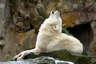 Howling wolf stock photo. Image of wild, howl, white, mountain - 1976330