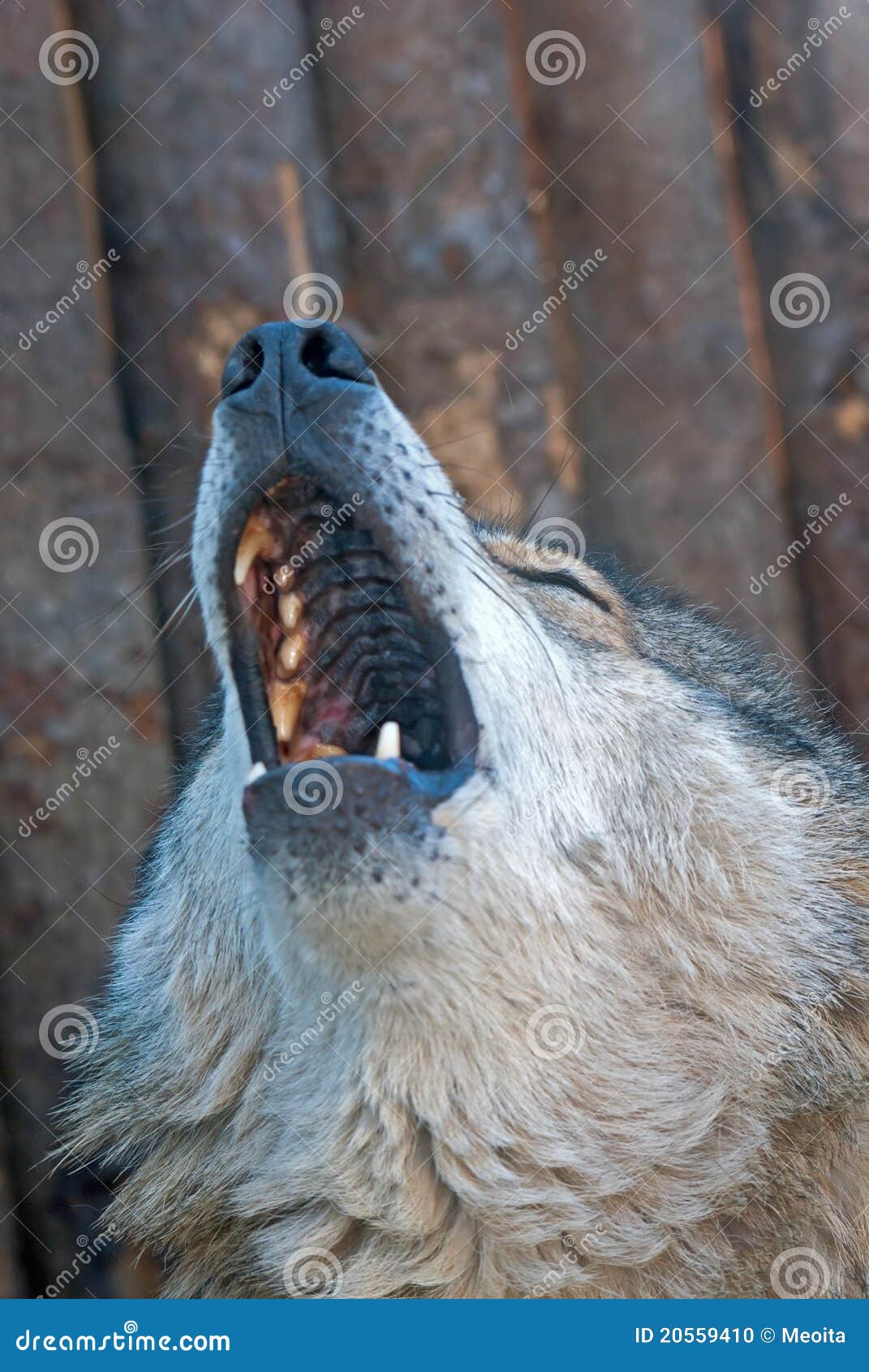 Howling wolf stock photo. Image of wolf, closeup, grief - 20559410