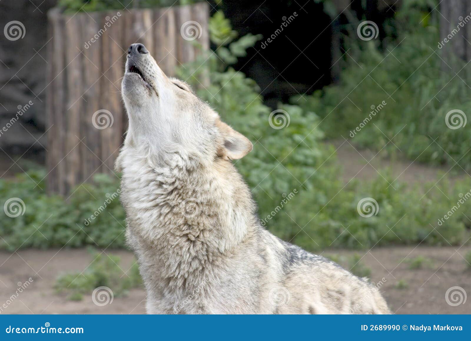 Howling wolf stock photo. Image of grey, tail, look, plunderer - 2689990