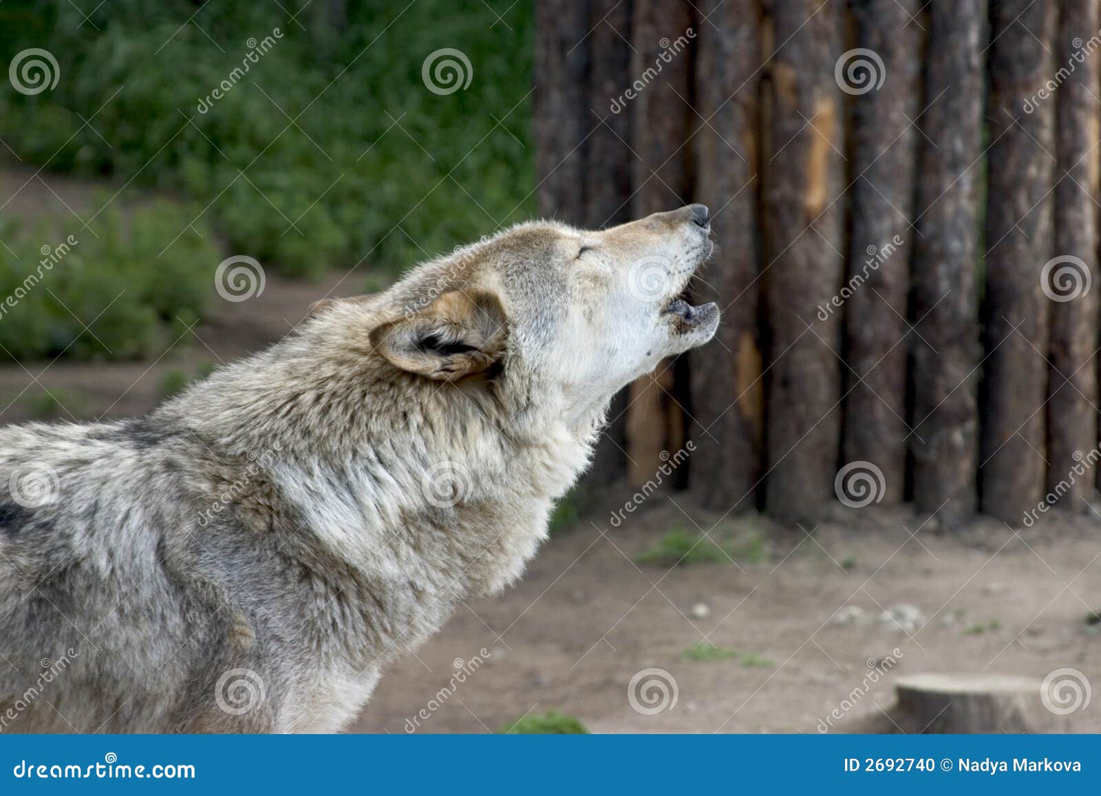 Howling wolf stock photo. Image of nature, animal, garden - 2692740