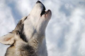 Howling Wolf stock image. Image of species, wildlife, crying - 5213437