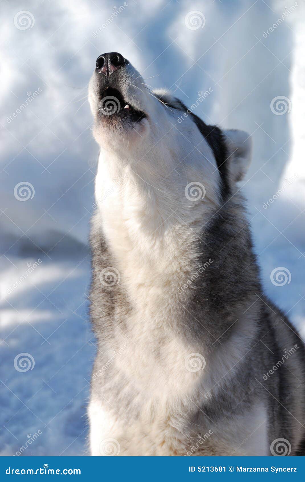 Howling Wolf stock image. Image of animal, carnivore, alone - 5213681
