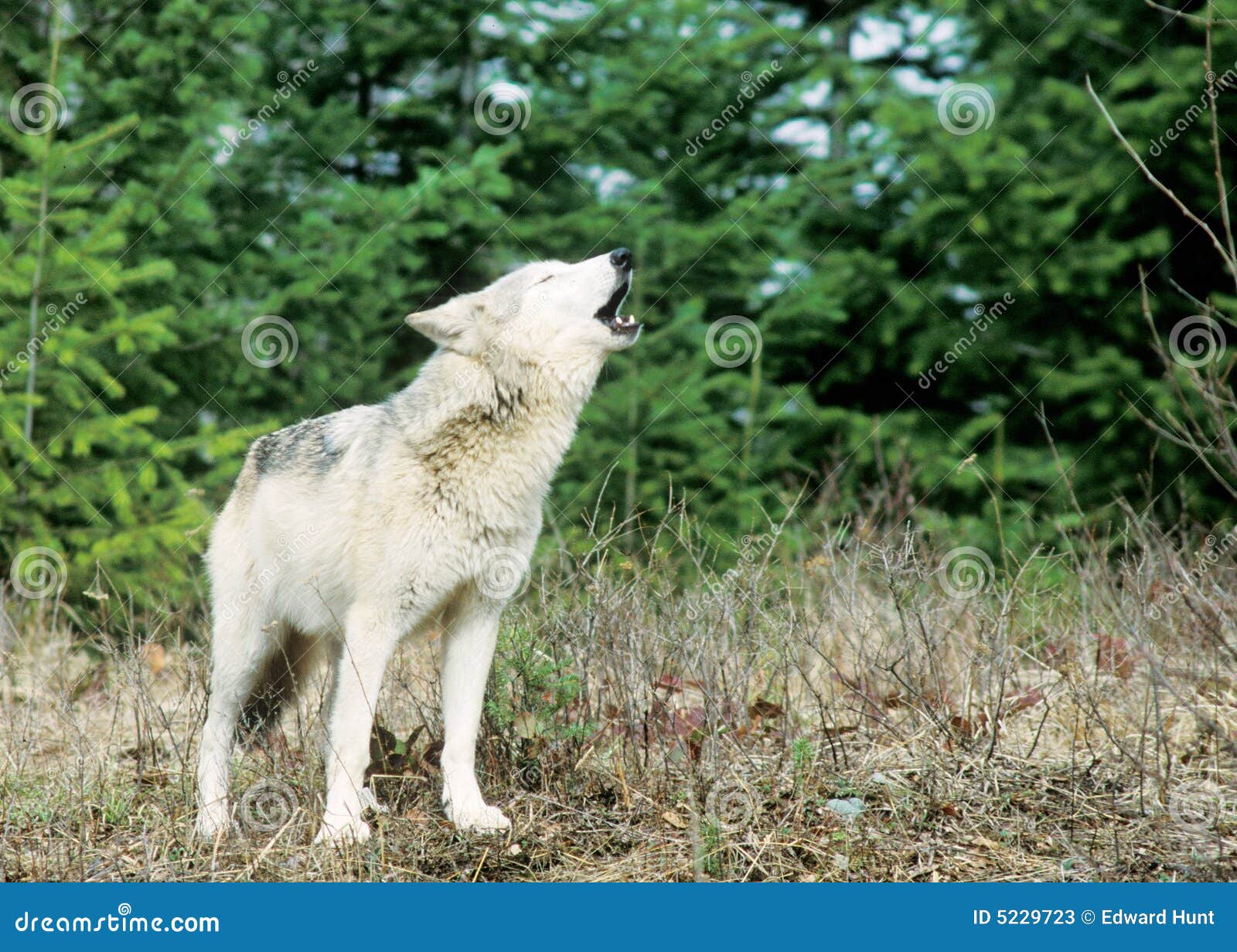 Howling Wolf stock image. Image of nature124, wild, park - 5229723