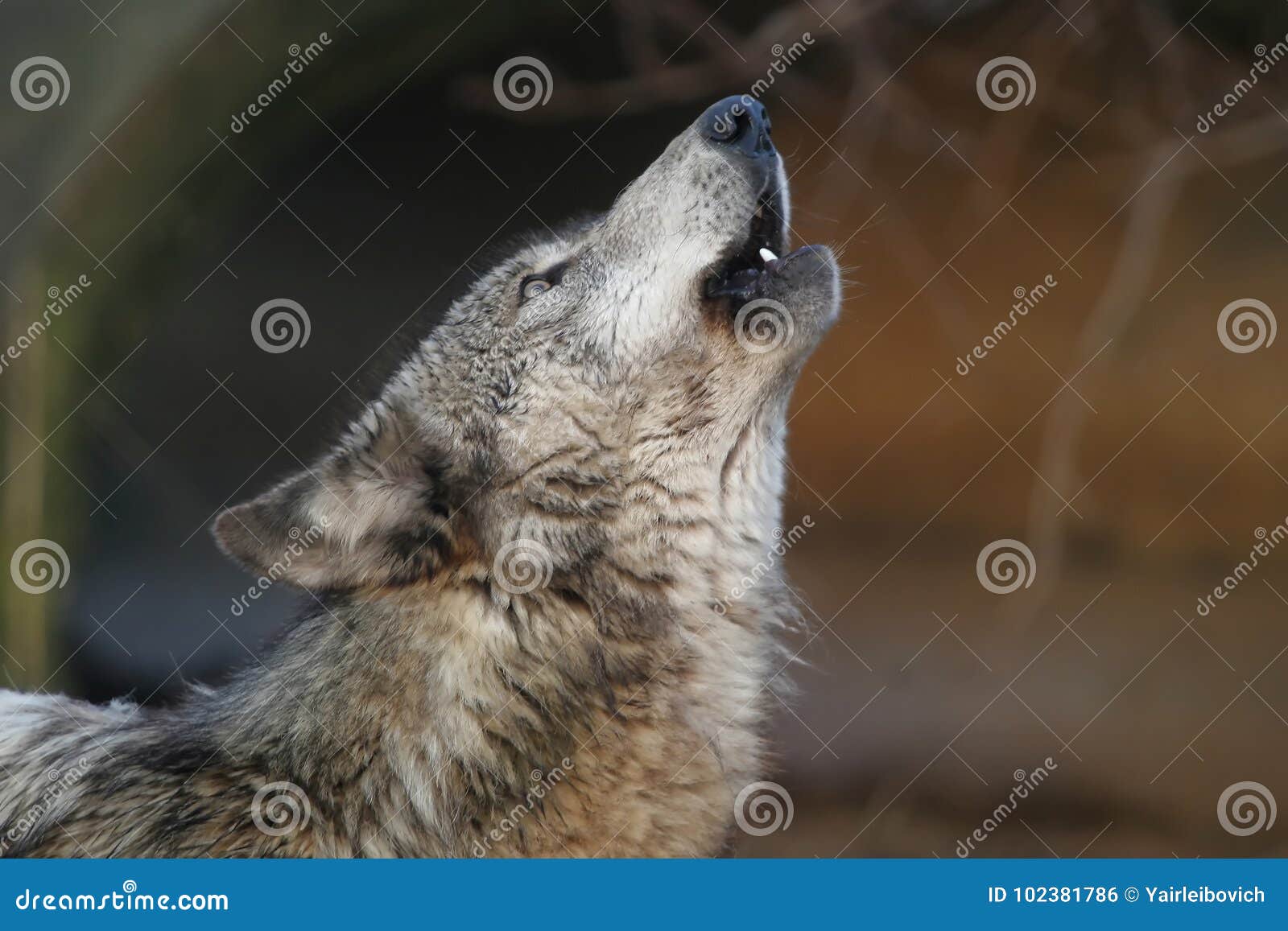 Howling wolf stock photo. Image of close, canin, howling - 102381786