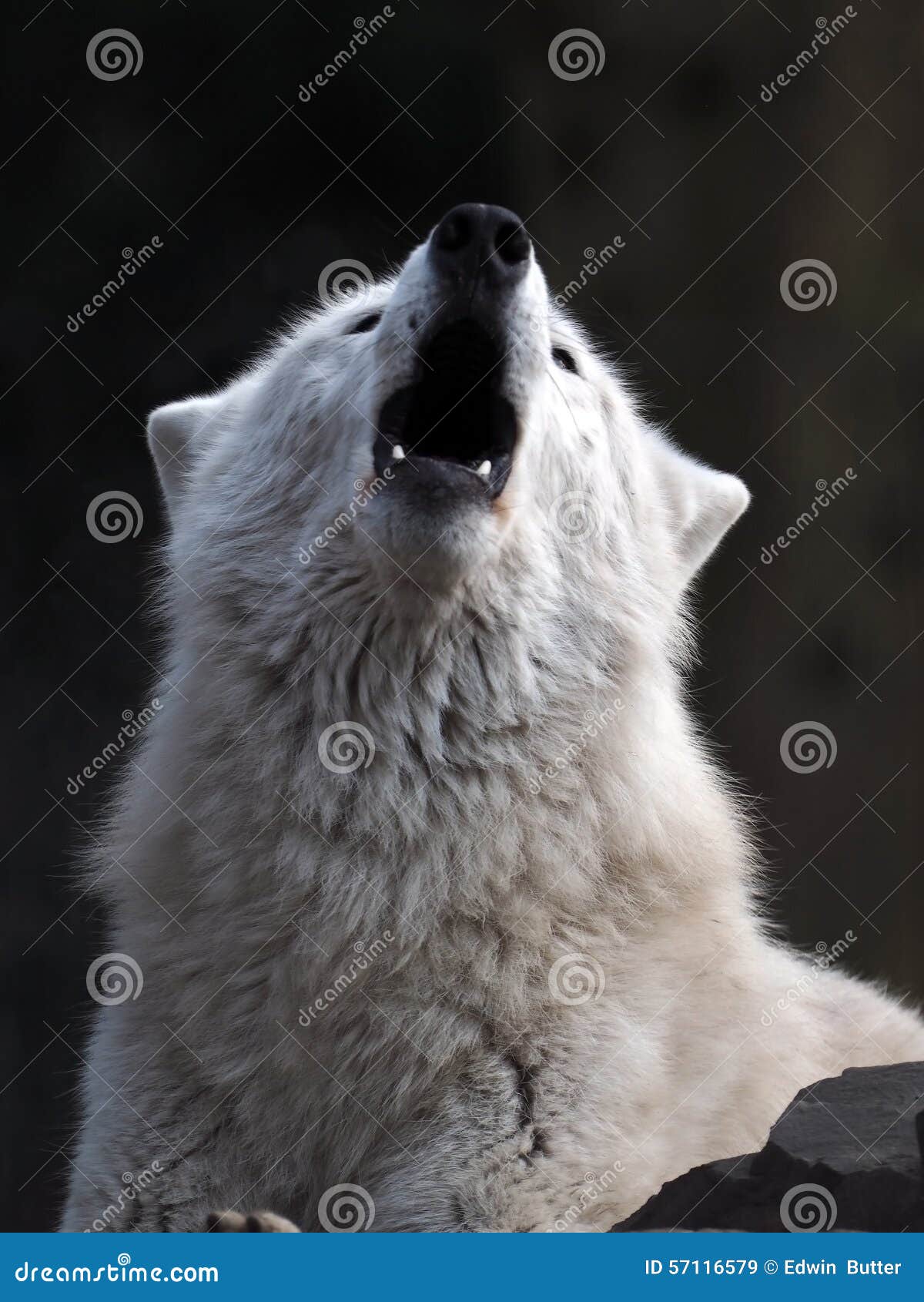 Howling wolf stock image. Image of earth, wolf, looking - 57116579