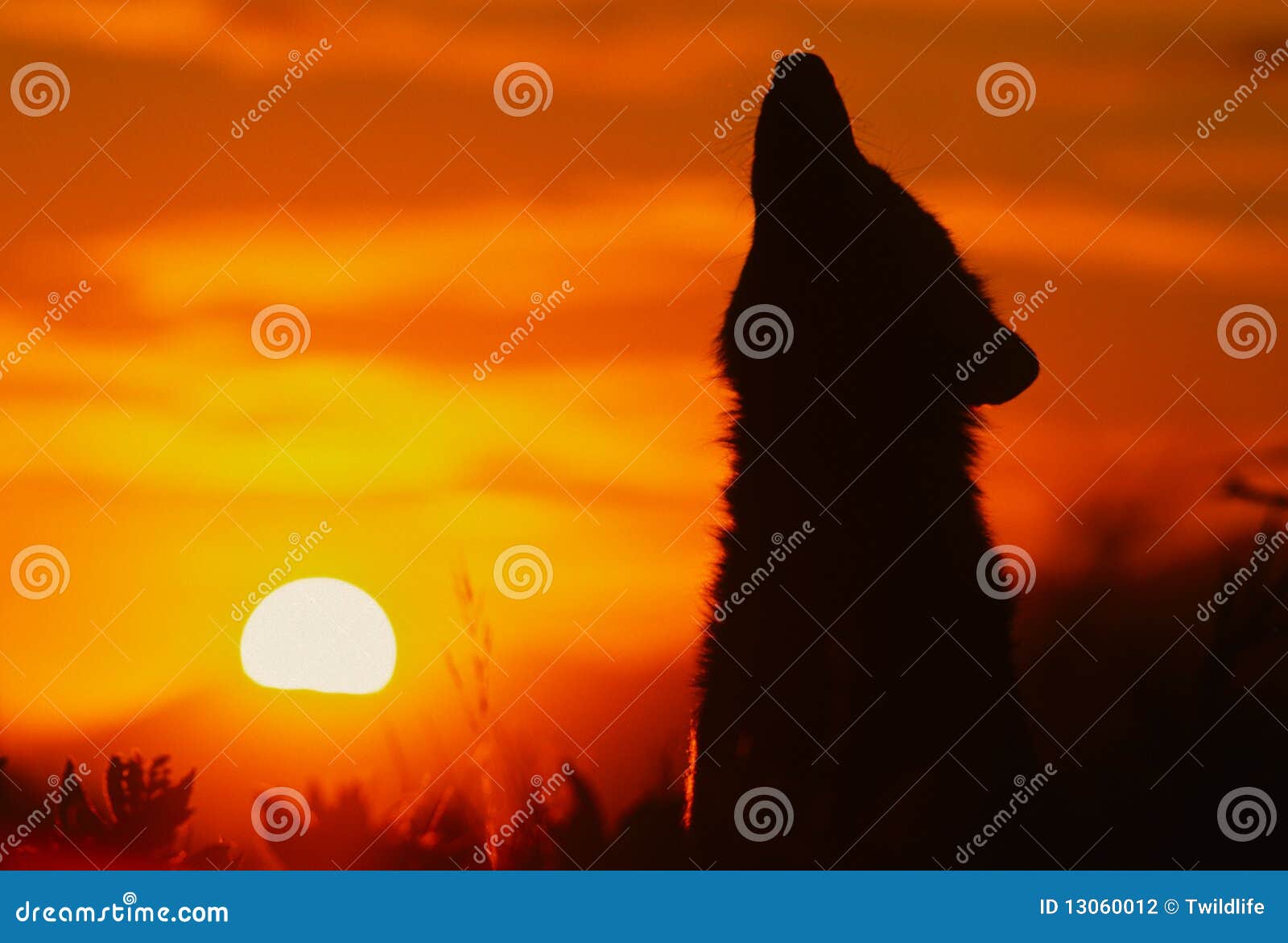 Howling Wolf in Sunrise stock photo. Image of canine - 13060012