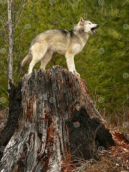 Howling Wolf on Tree Stump stock photo. Image of alpha - 677986