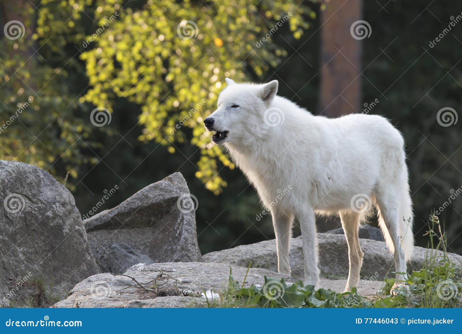 Howling wolf stock image. Image of mammal, nose, attentive - 77446043