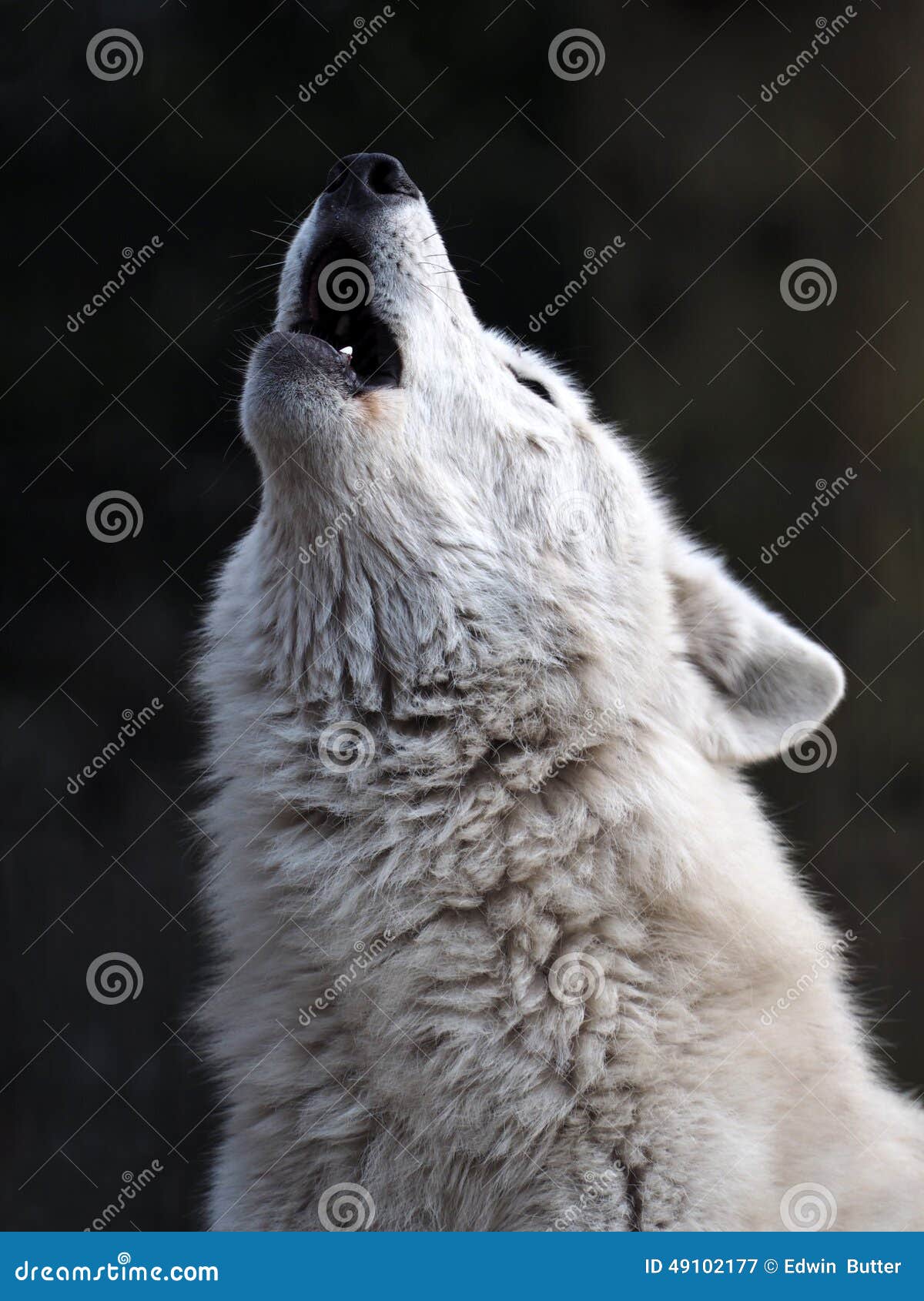 Howling wolf stock image. Image of white, inuit, pack - 49102177