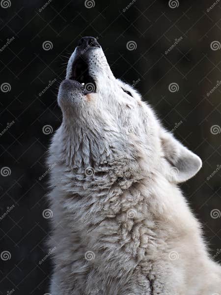 Howling wolf stock image. Image of white, inuit, pack - 49102177