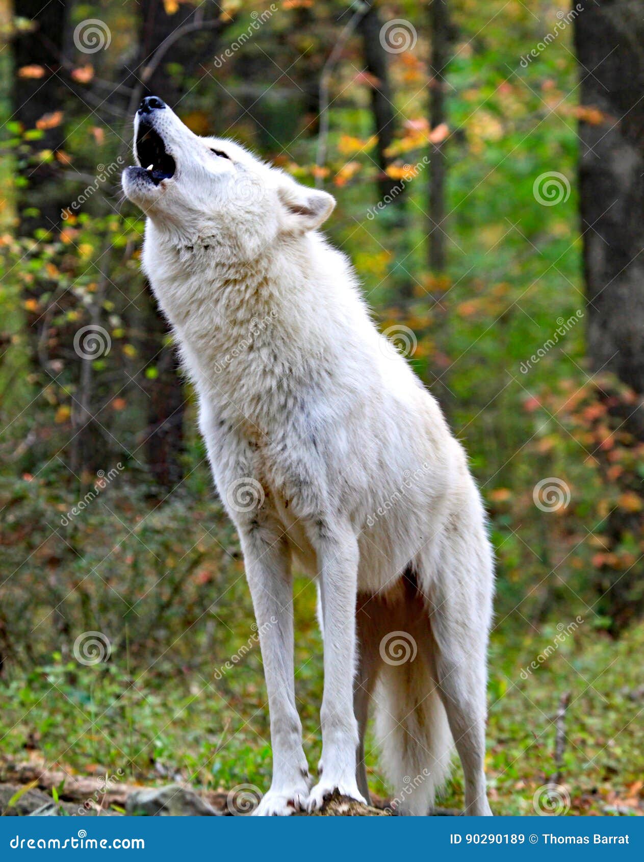 Howling Wolf stock image. Image of howling, pack, mammal - 90290189