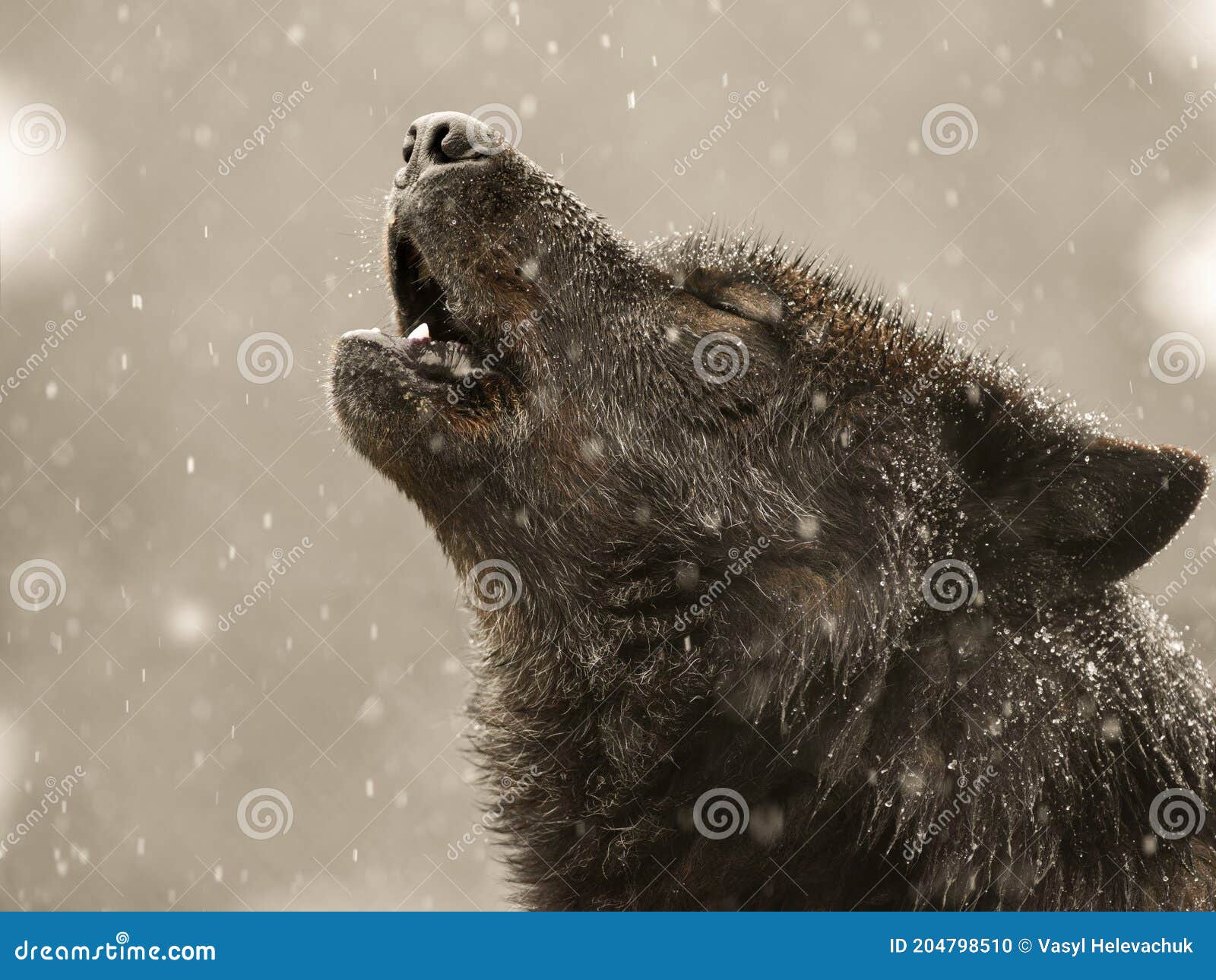 Howling Wolf in Winter during Big Snowfall Stock Photo - Image of ...