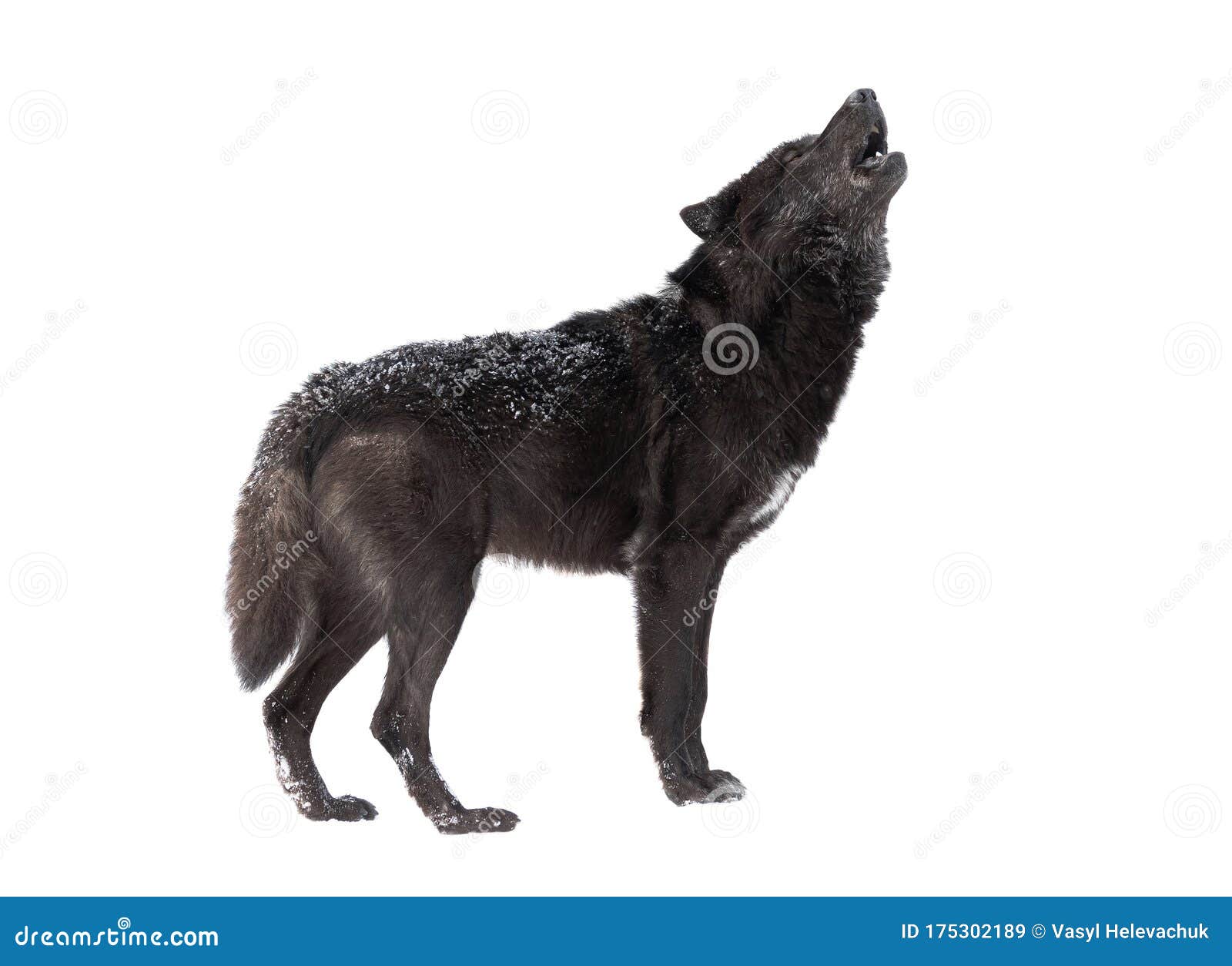 Howling Wolf Winter Isolated on a White Stock Image - Image of howl ...