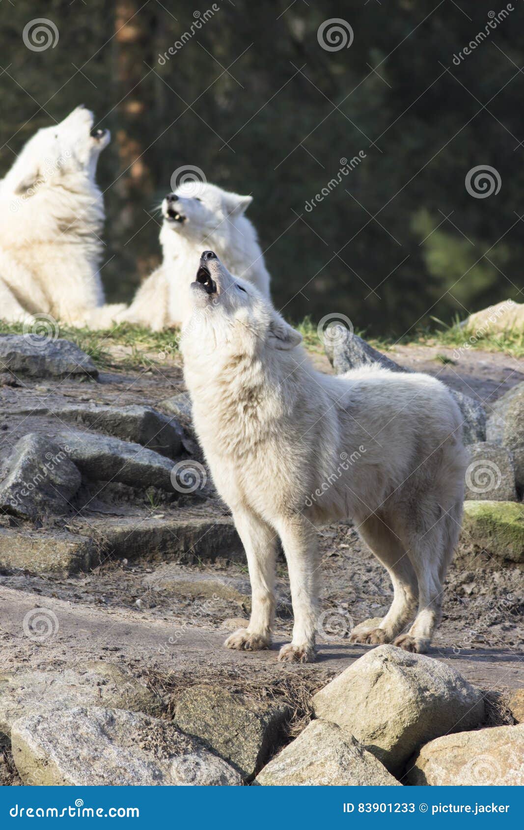 Howling wolfpack stock image. Image of power, hunter - 83901233