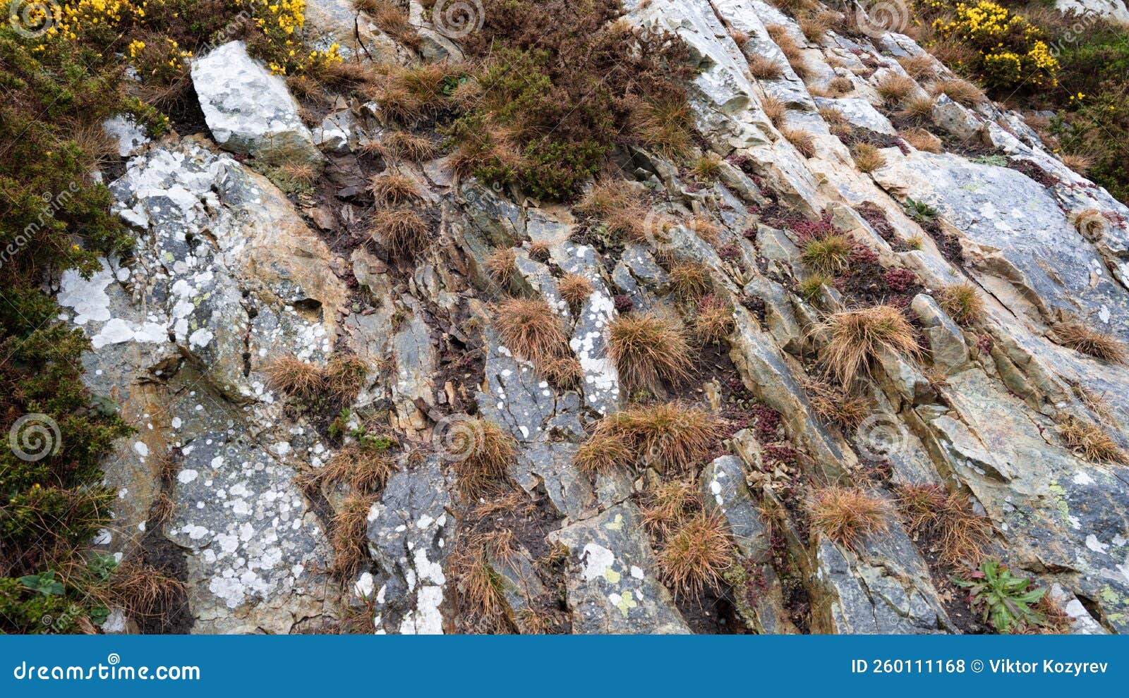 Howth rock moss stock photo. Image of branch, autumn - 260111168