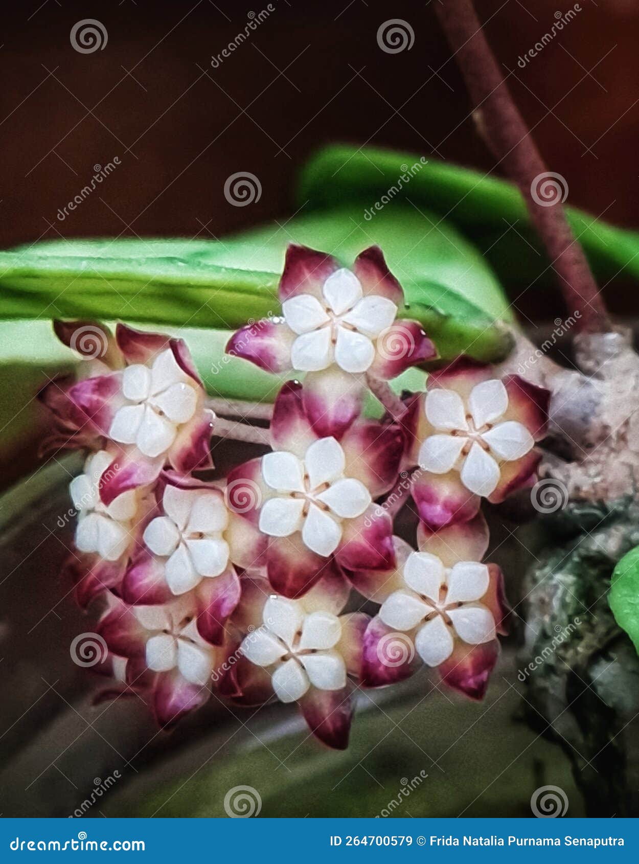 Hoya Callistophylla Flower Fully Bloom Stock Image - Image of fully ...