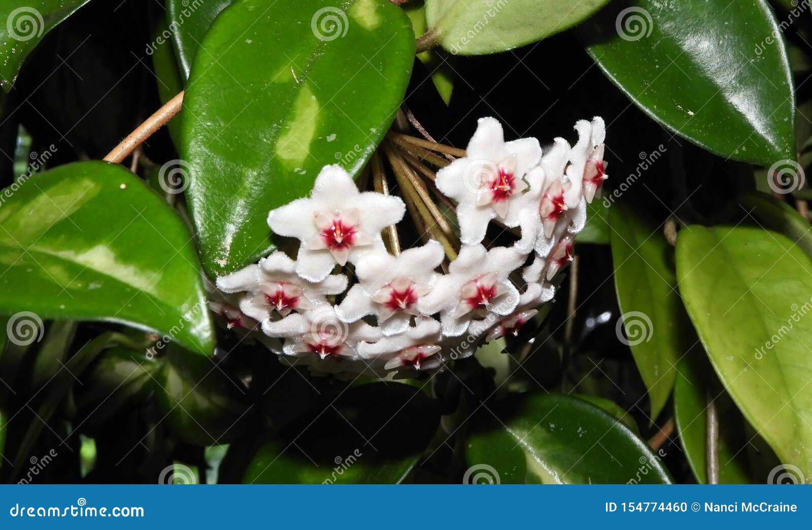 Hoya Carnosa White Flower Buds during Summer Stock Photo - Image of ...