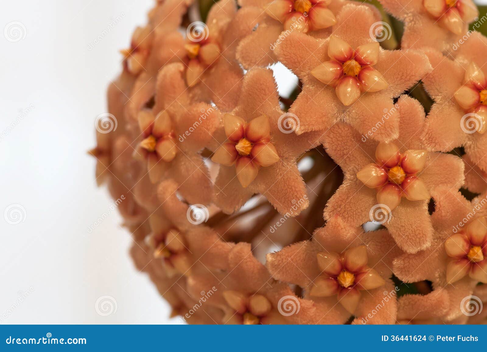 Hoya Carnosa stock photo. Image of nature, isolated, depth - 36441624