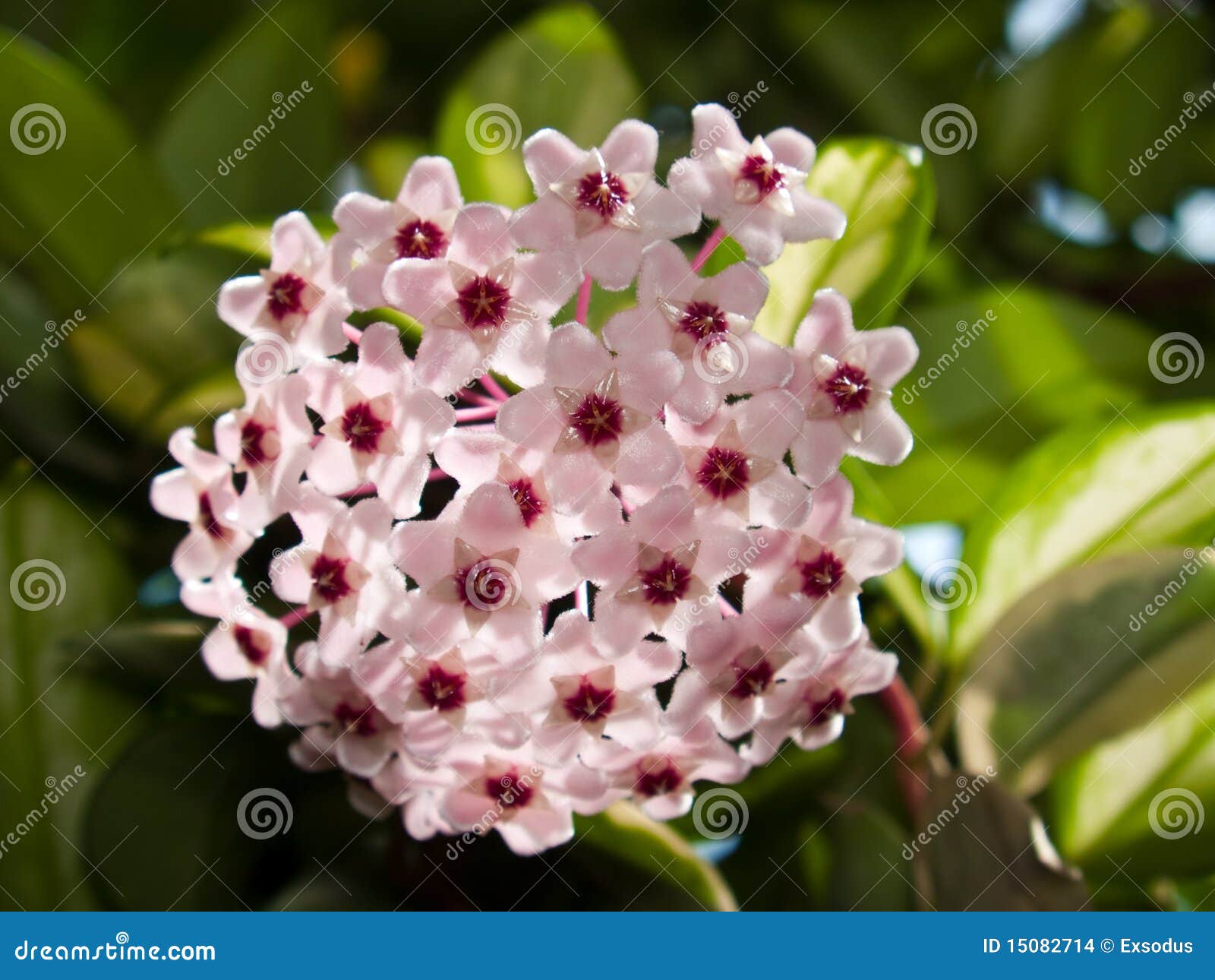 Hoya carnosa cv. Variegata stock photo. Image of stem - 15082714