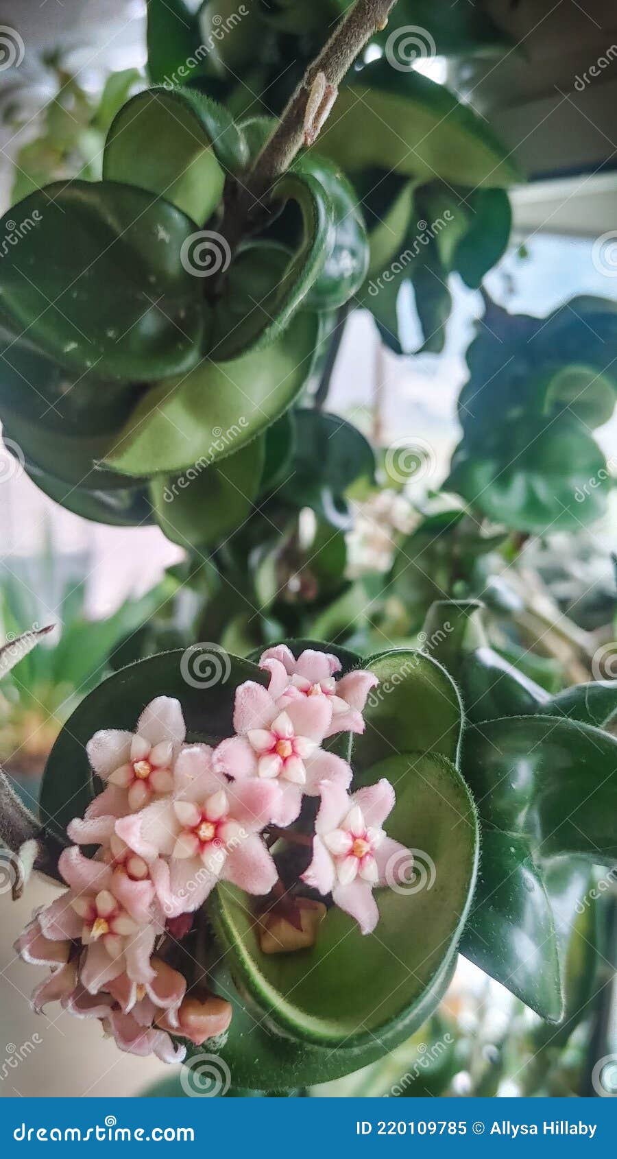 Hoya compacta pink flowers stock image. Image of garden - 220109785
