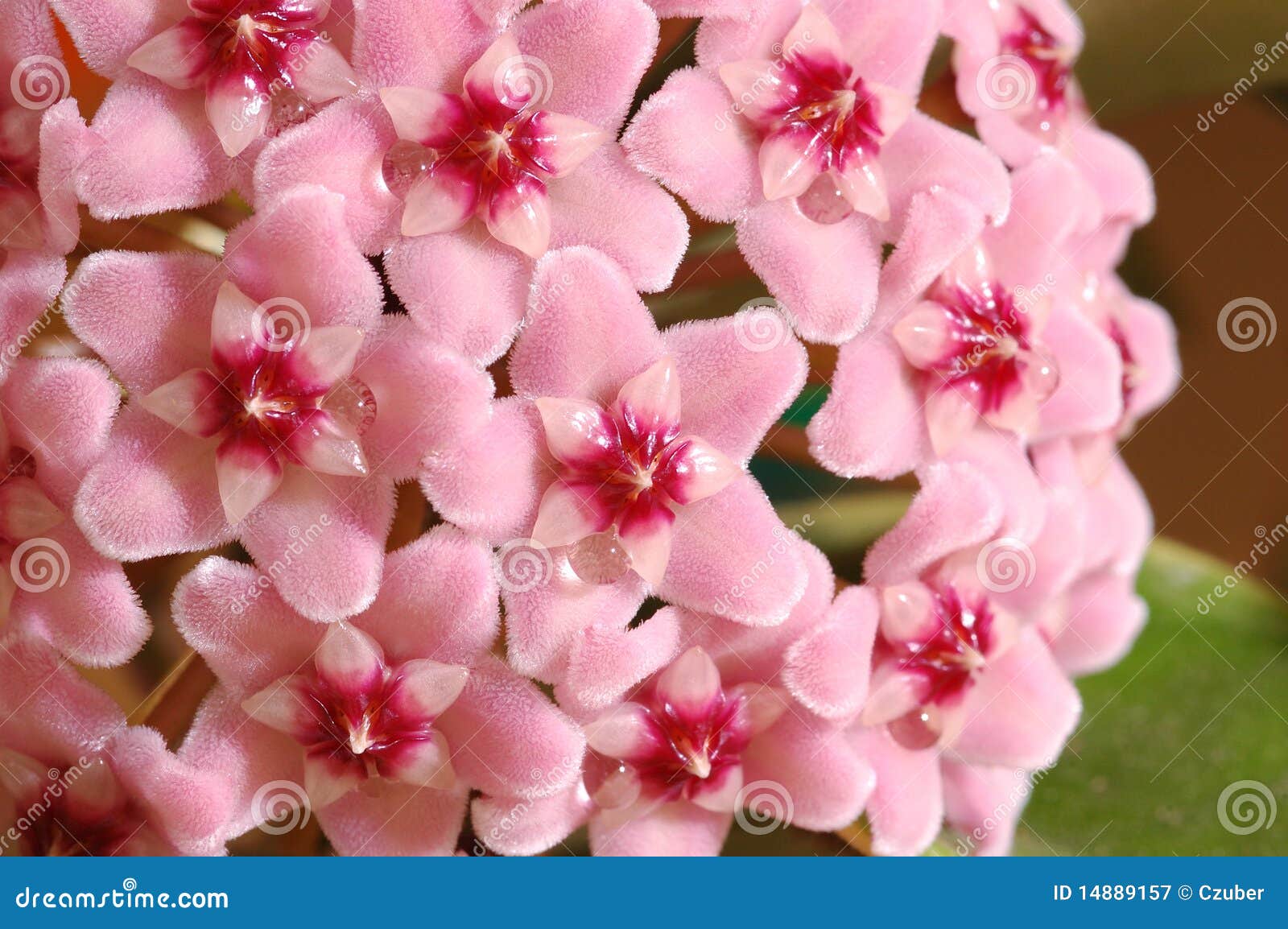 Hoya flower stock image. Image of nectar, vine, umbellate - 14889157