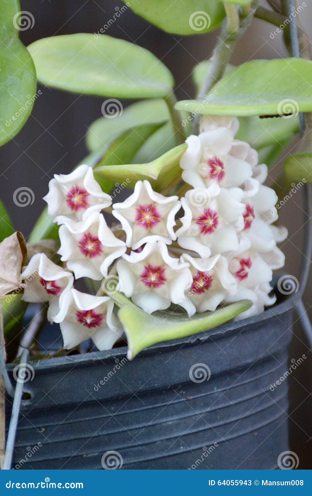 Hoya flower stock image. Image of natural, petal, blossom - 64055943