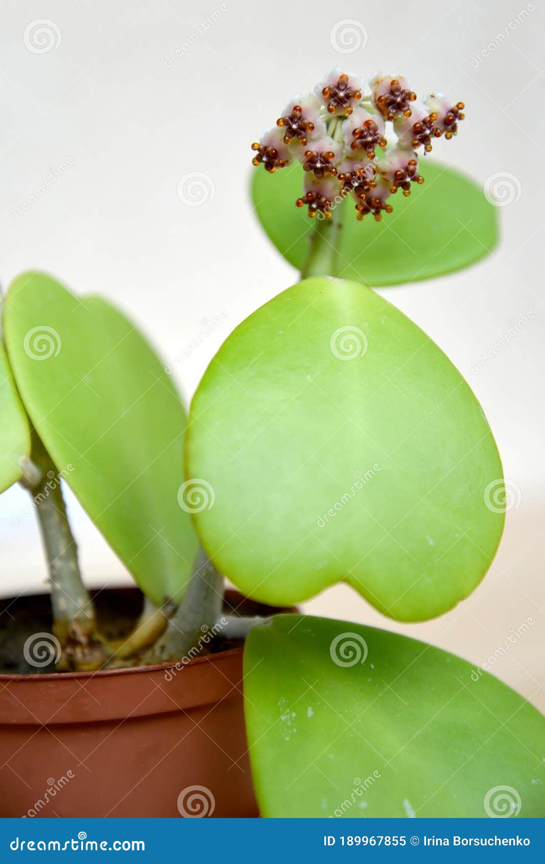 Hoya Kerrii. the Blossoming Plant Stock Image - Image of leaf, exotic ...