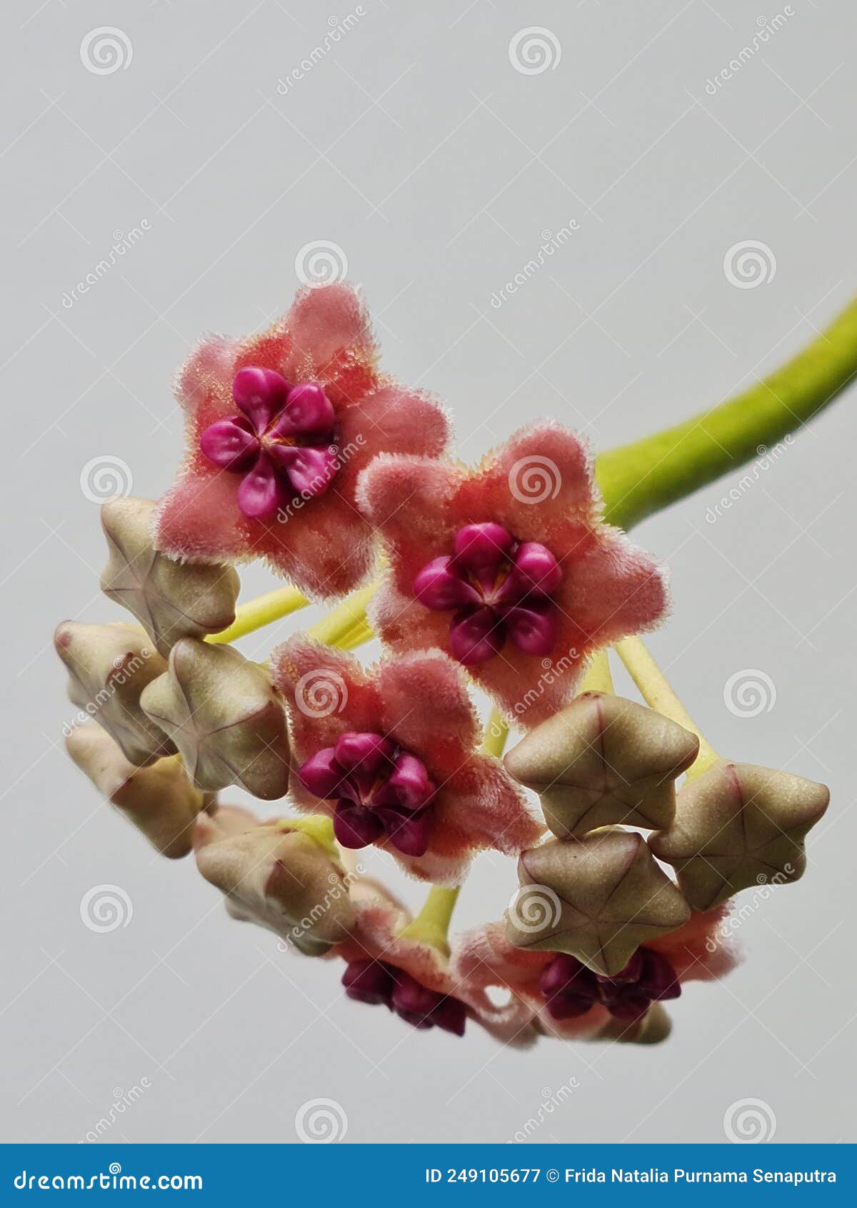 Hoya Obovata Pink Flower stock image. Image of hoyaplant - 249105677