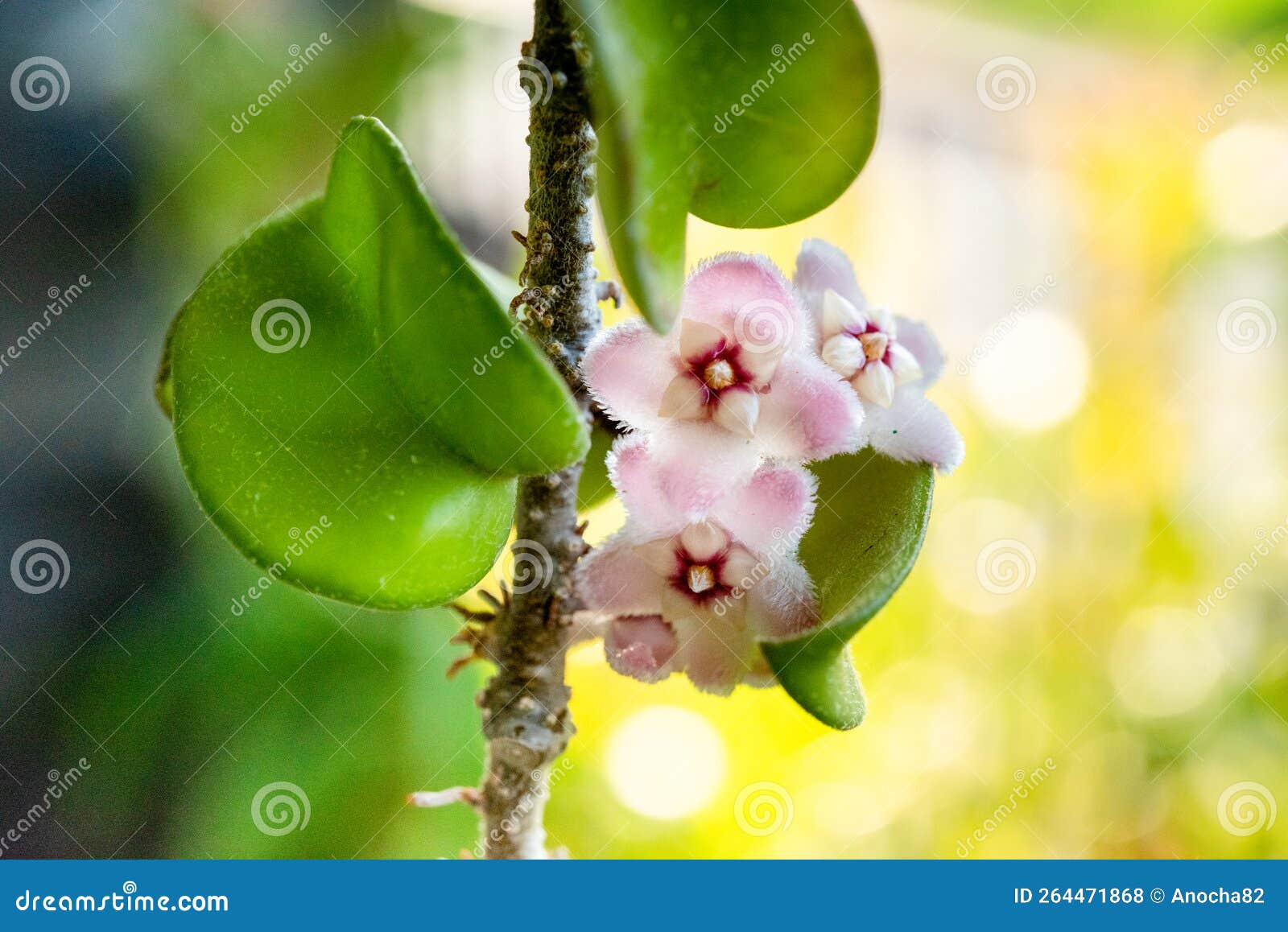 Hoya Ovalifolia on Tree Green Stock Photo - Image of flora, backdrop ...