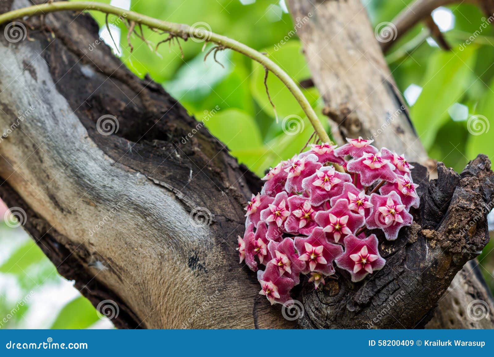 Hoya plant flower stock image. Image of beautiful, detail - 58200409