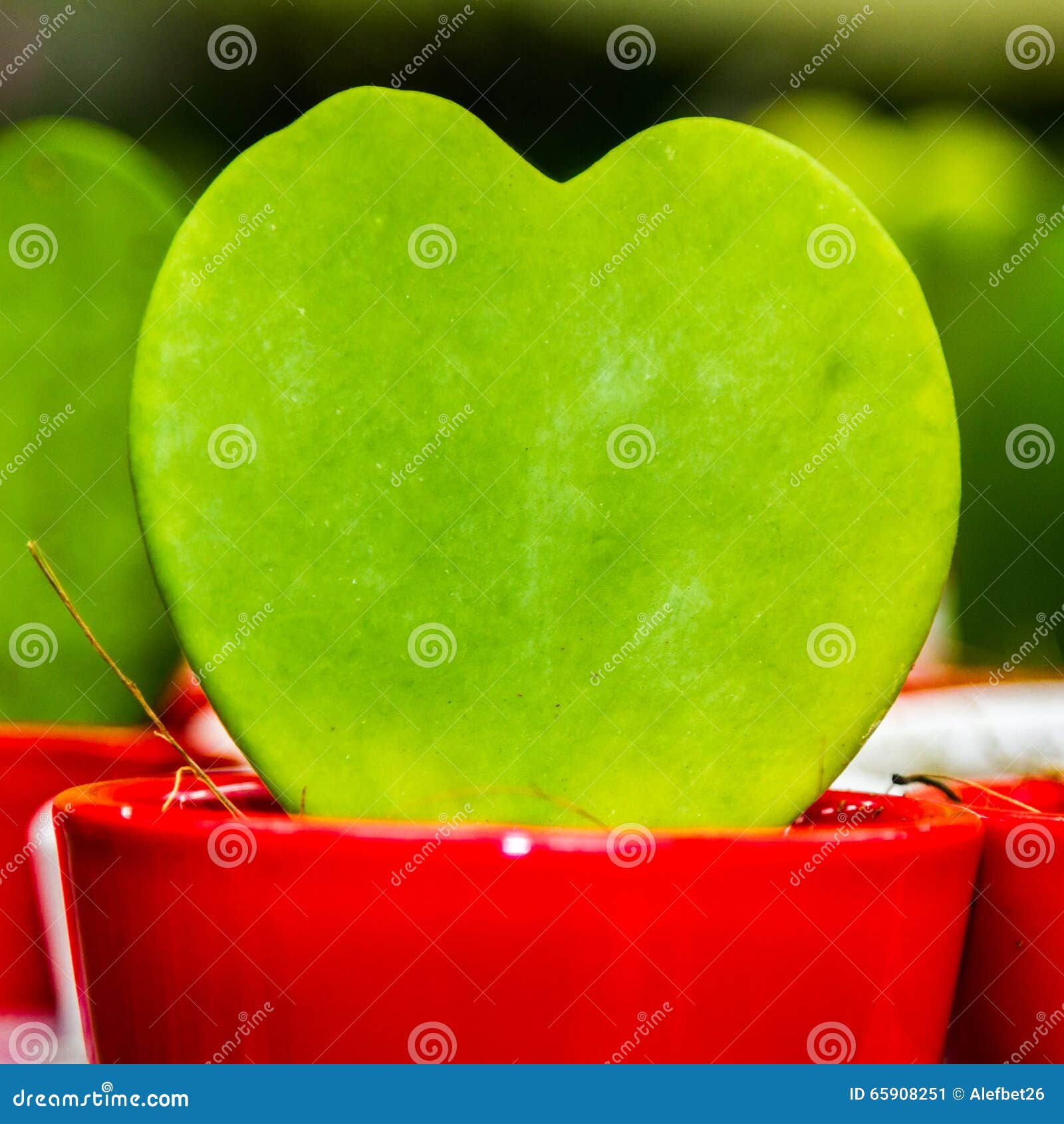 Hoya Plant in a red pot stock image. Image of hoya, decoration - 65908251