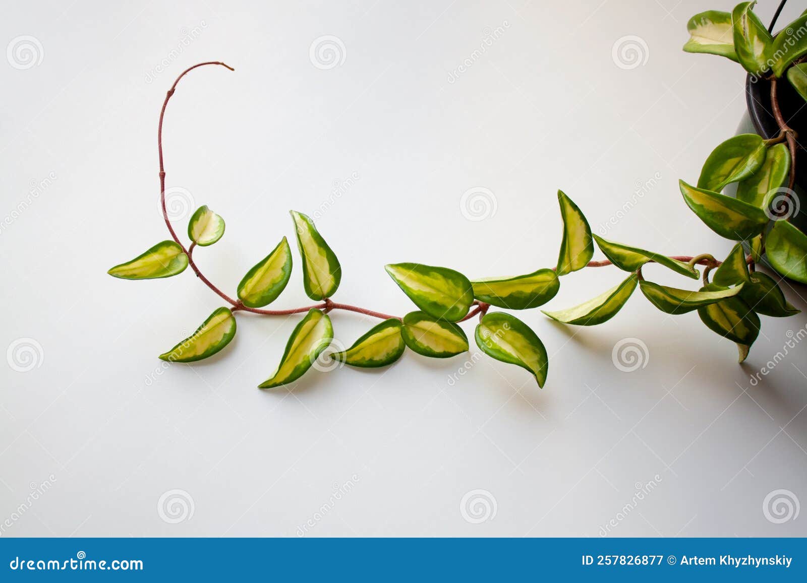 Hoya Plant Vine Branch on White Background Stock Image - Image of life ...