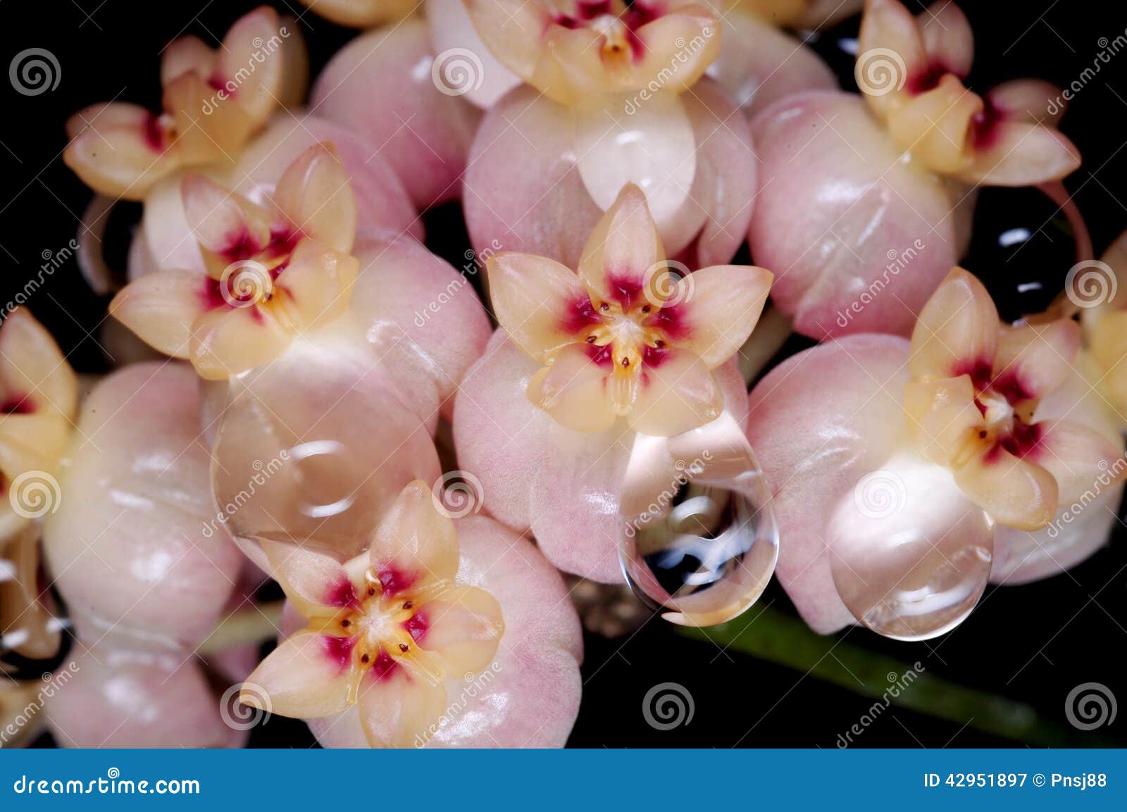 Hoya sp. UT001 Sumatra stock image. Image of asia, sumatra - 42951897